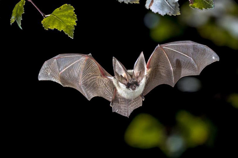 CDC issues update on chilling new 'bat virus' with potential to spread ...