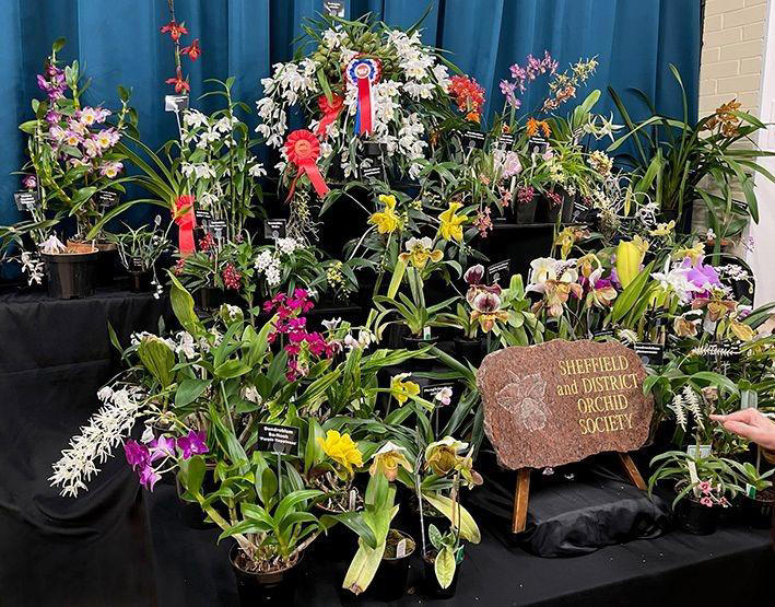 Sheffield orchid show and exotic plant fair