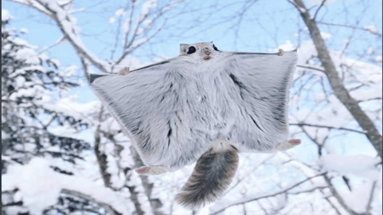 5-million-year-old fossil reveals ‘giant’ flying squirrel in North America
