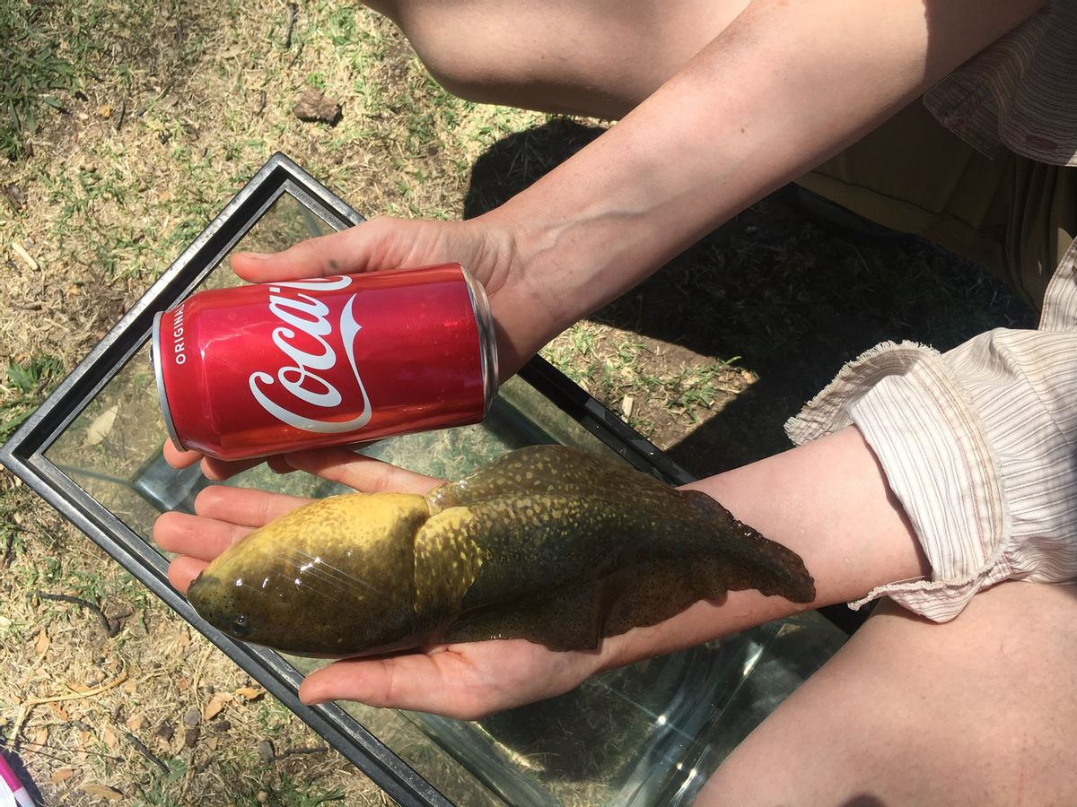 This tadpole larger than a human hand could never become a frog. Here's ...