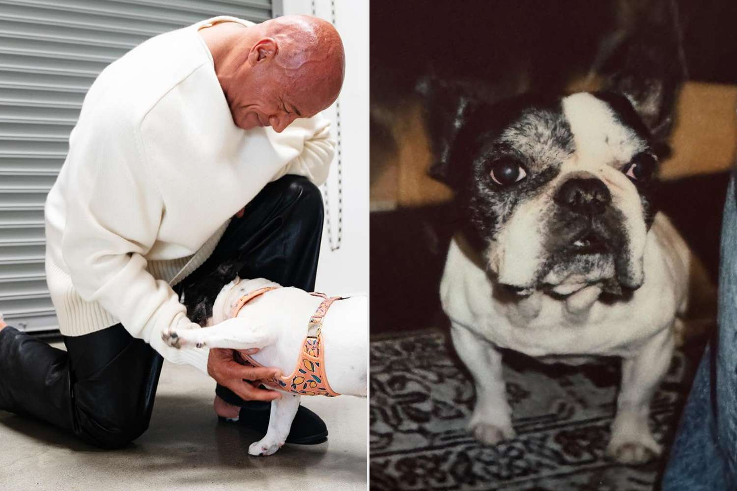 Dwayne Johnson Announces Heartbreaking Death of His Dog Hobbs in ...