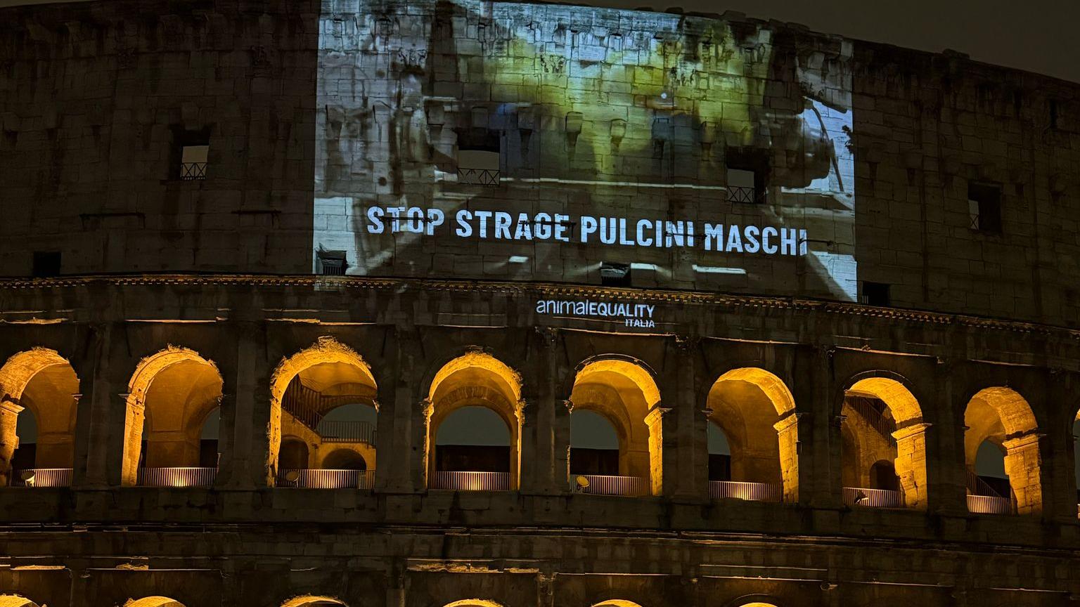 «Basta pulcini triturati vivi». L'appello al governo sui muri del ...