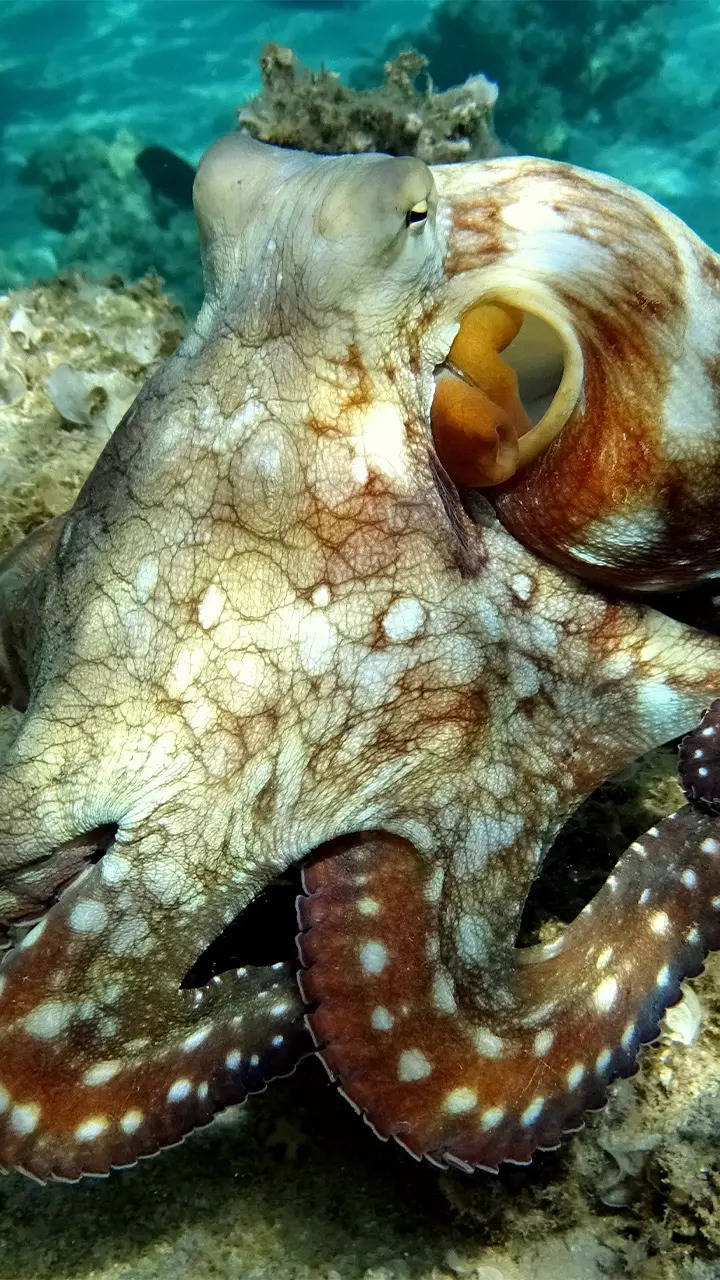 10 incredible aquatic animals that never leave the water