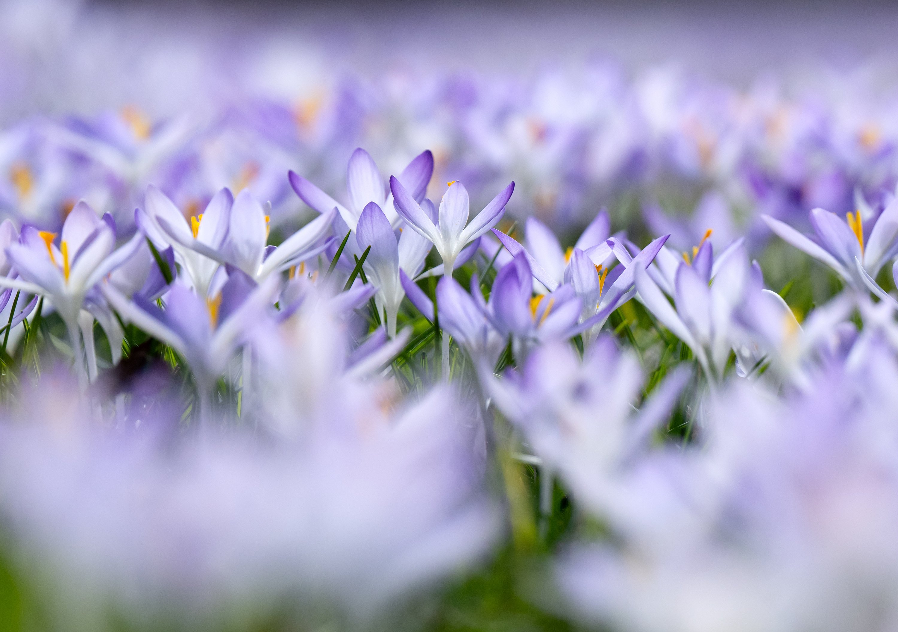 Amor y duelo: cómo mantener una relación con una persona viuda