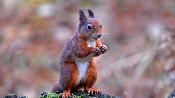 Deadly squirrel pox 'spreads' to this part of the UK as public urged to ...
