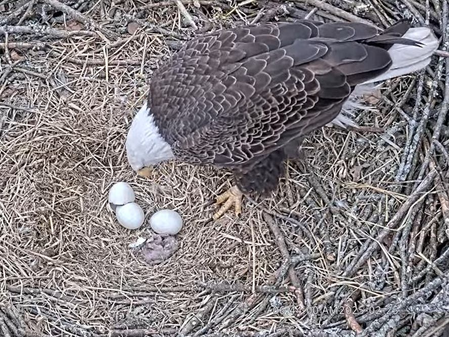 1st Bald Eagle Egg Of 2025 Hatches At Duke Farms In Hillsborough