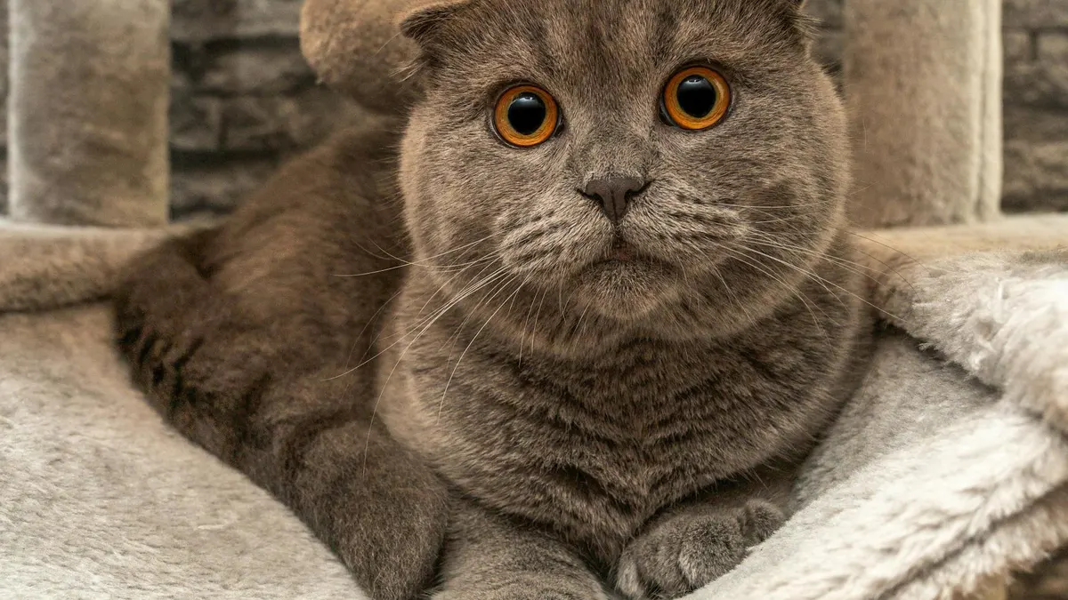 ¿Conocen los gatos su nombre? Pocos lo saben, pero es algo muy importante