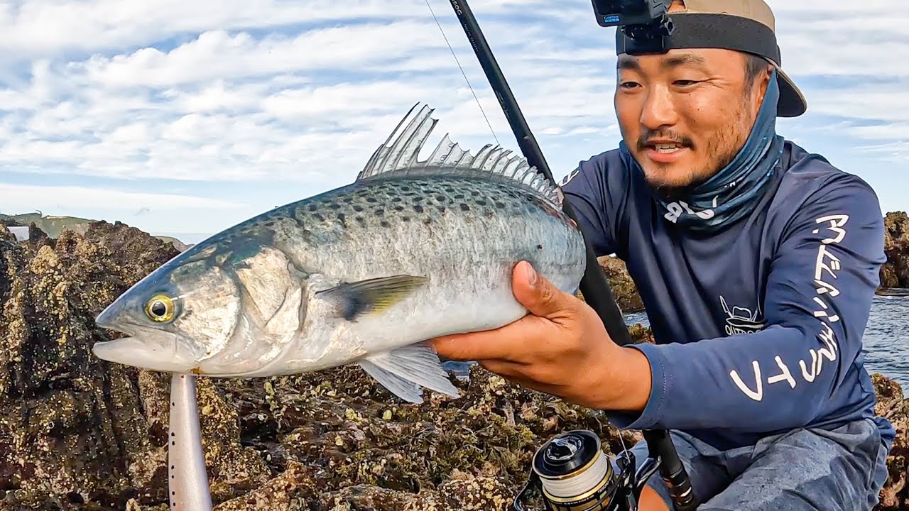 You Need to TRY THIS FISH SASHIMI| Landbase Fishing in Aotearoa New Zealand