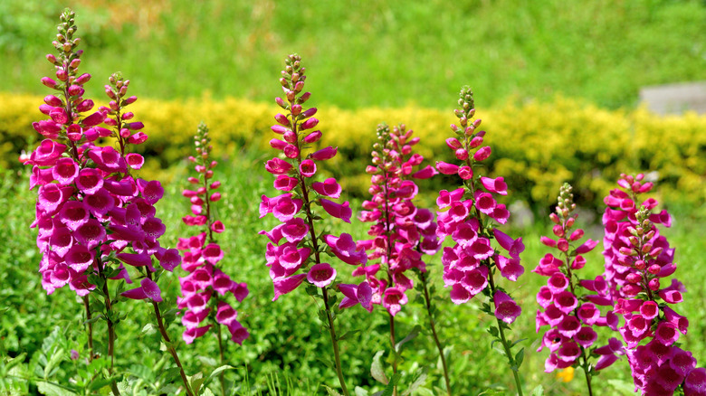 Native Plant Alternatives To Grow Instead Of Invasive Foxglove For A ...