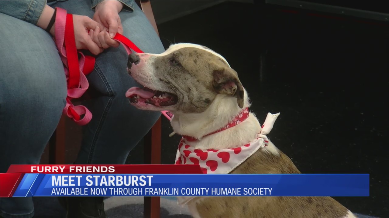 Furry Friends: Meet Starburst