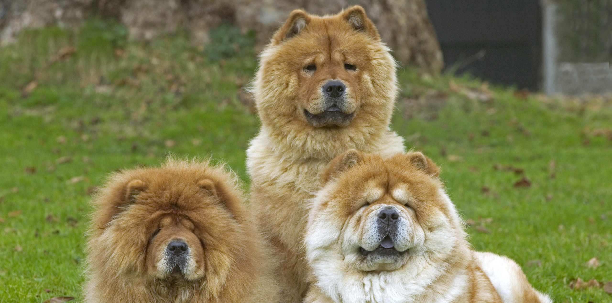 The most expensive dog breeds in the world