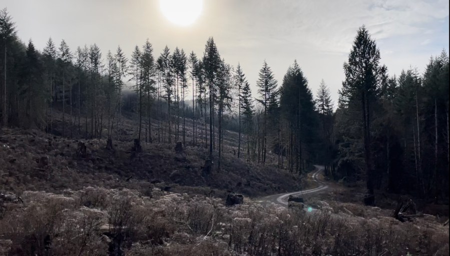 Oregon forestry department to plant 2.3 million tree seedlings this year