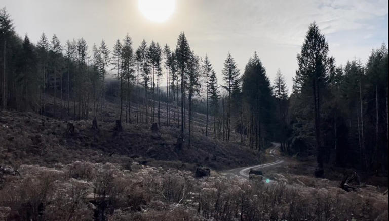 Oregon forestry department to plant 2.3 million tree seedlings this year