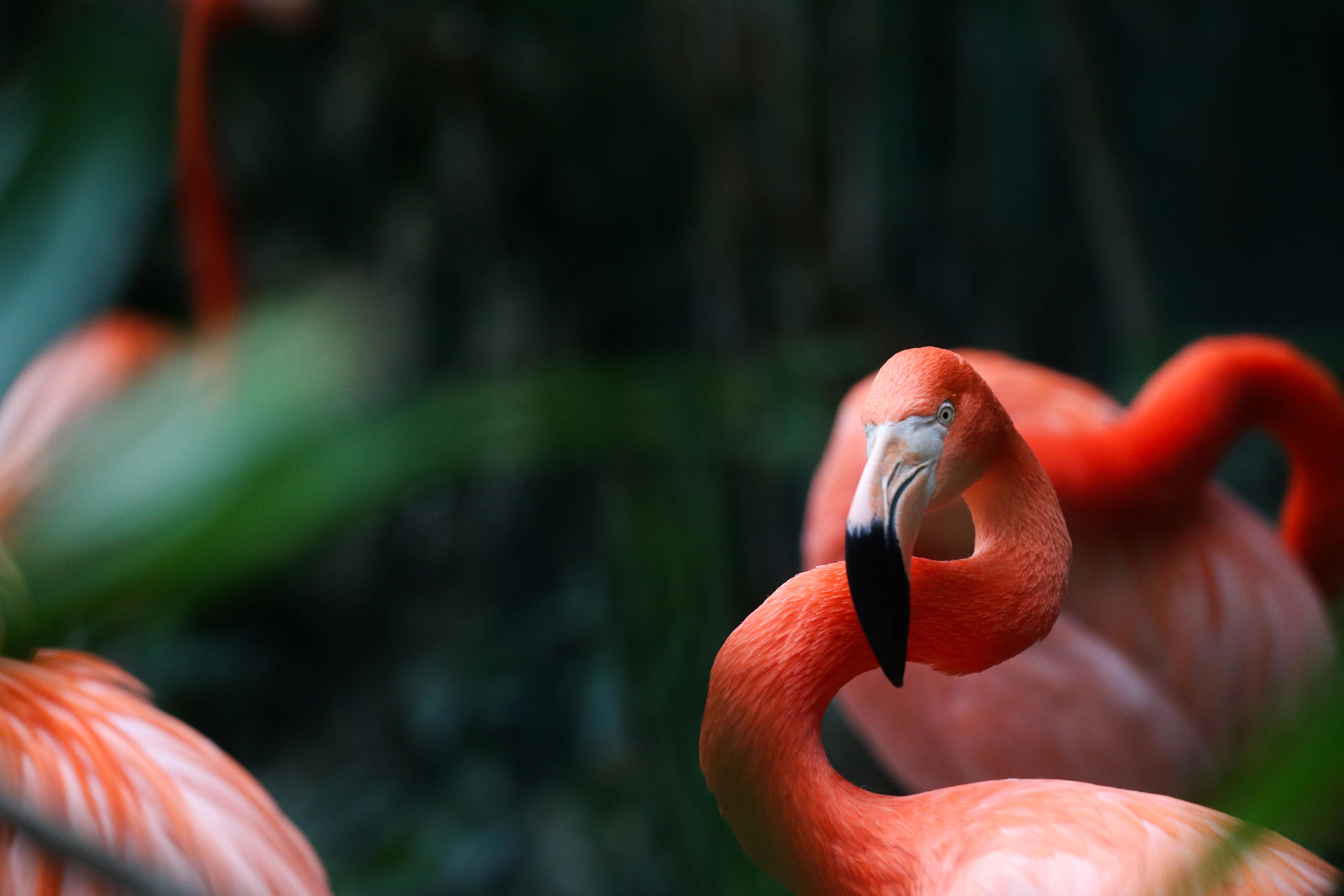 Texas State Aquarium makes top 10 best aquariums in United States. Here ...