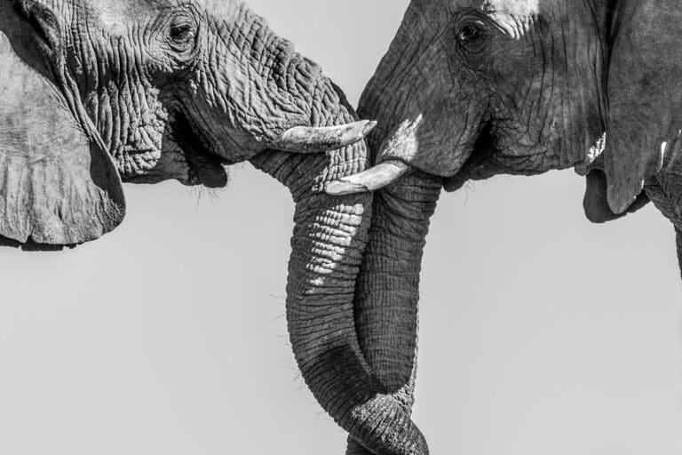 Male African elephants develop distinct personality traits as they age ...