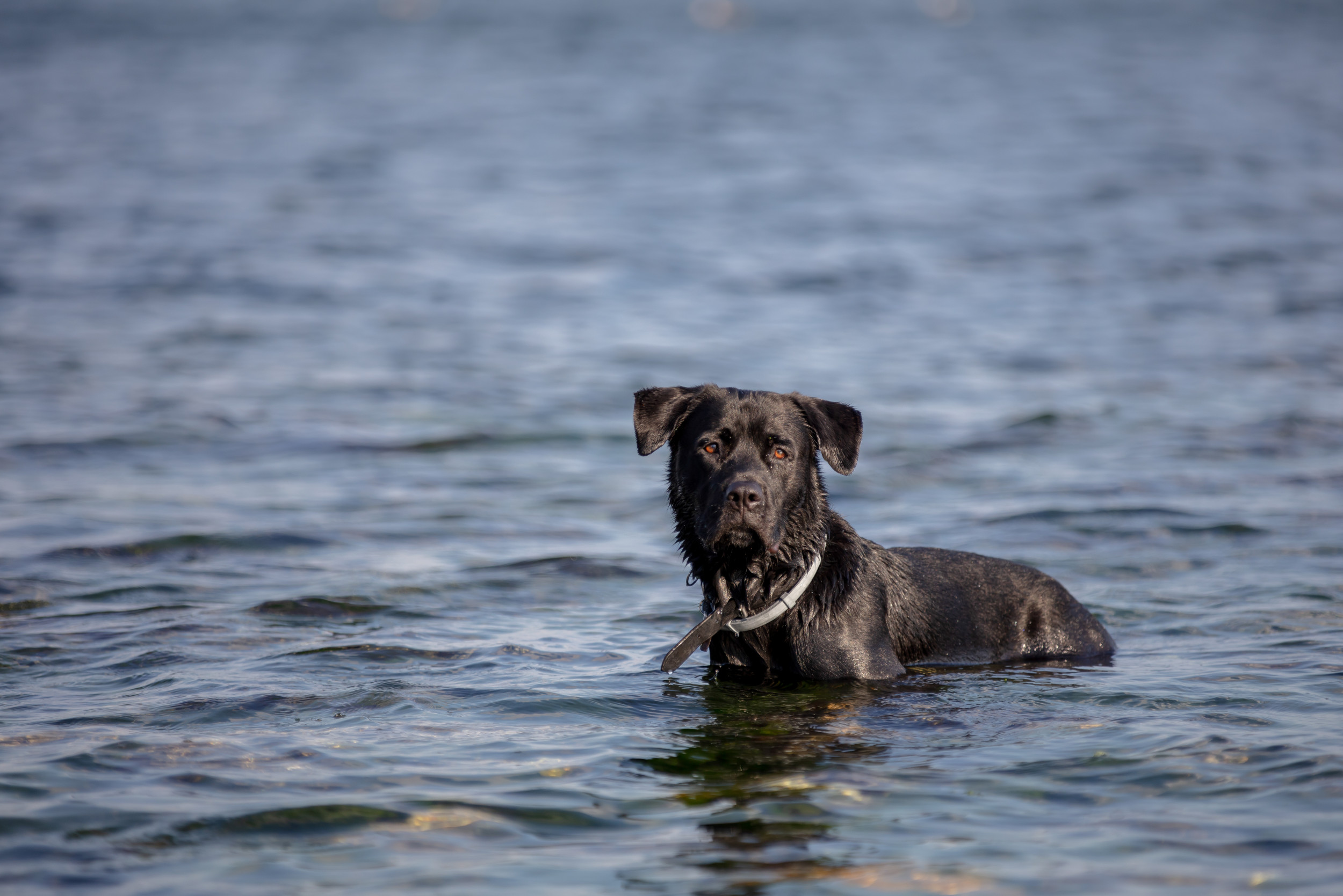 Labrador's Hilarious Bath Vs. Sea Reaction Leaves Internet in Stitches