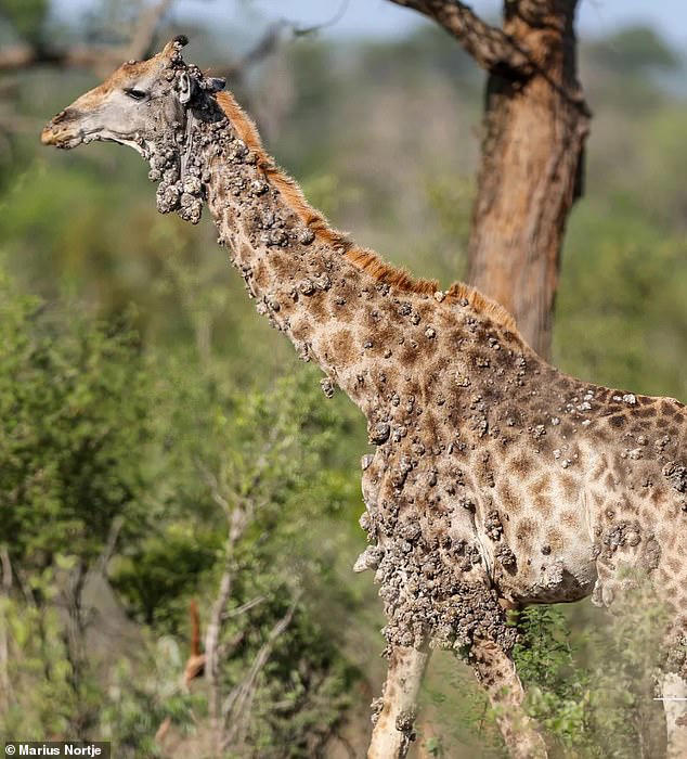 Heartbreaking photos show a giraffe with hundreds of skin lesions