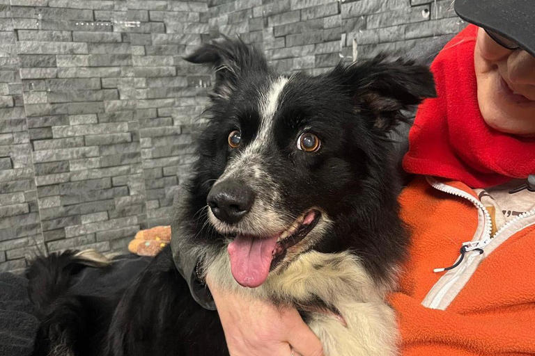 Help 'truly cherished' Tezz find her forever home after elderly owner dies