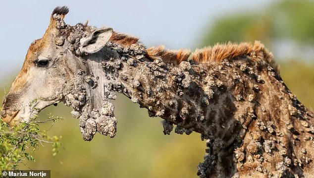Heartbreaking photos show a giraffe with hundreds of skin lesions