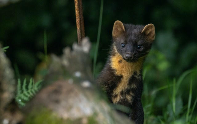 Scientists make surprising discovery about elusive creature living in ...