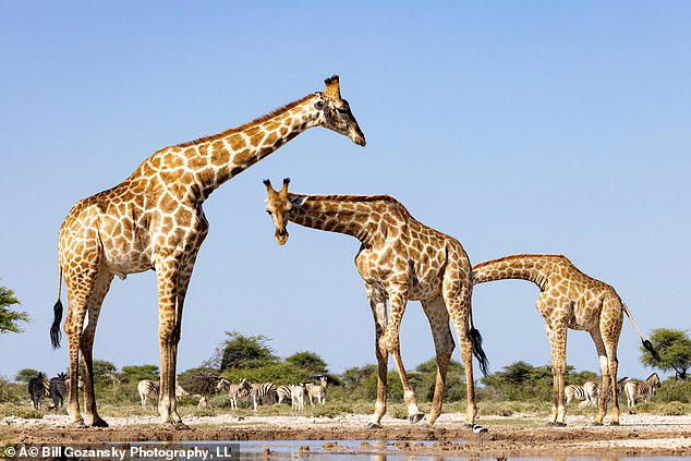 Heartbreaking photos show a giraffe with hundreds of skin lesions
