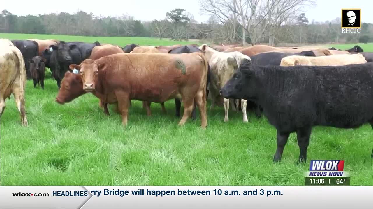 Mississippi farmers face losses due to inflation, poor market conditions