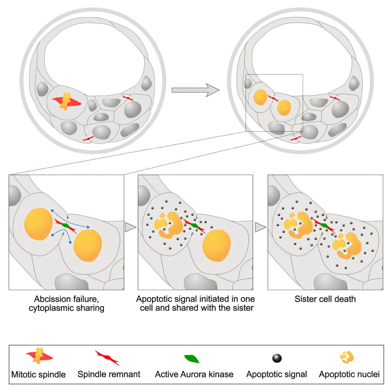 Sister cells' shared fate: How a cytoplasmic bridge triggers ...