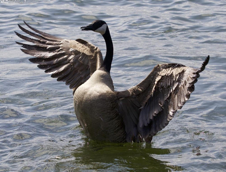 Dead Geese Found In Allentown Test Positive For Bird Flu: Officials