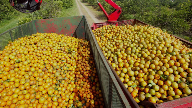 Florida's Most Iconic Export Isn't Even Native; How Oranges Arrived In ...