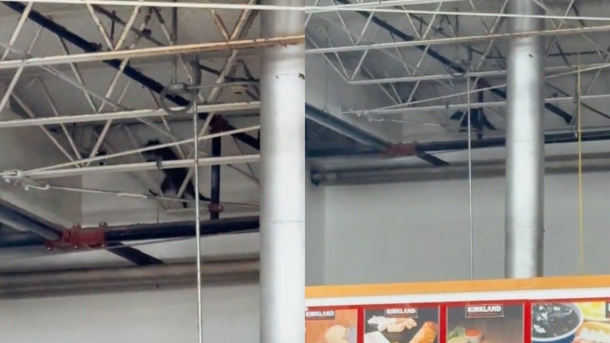 Video viral: Captan a un misterioso animal caminando por el techo de un ...