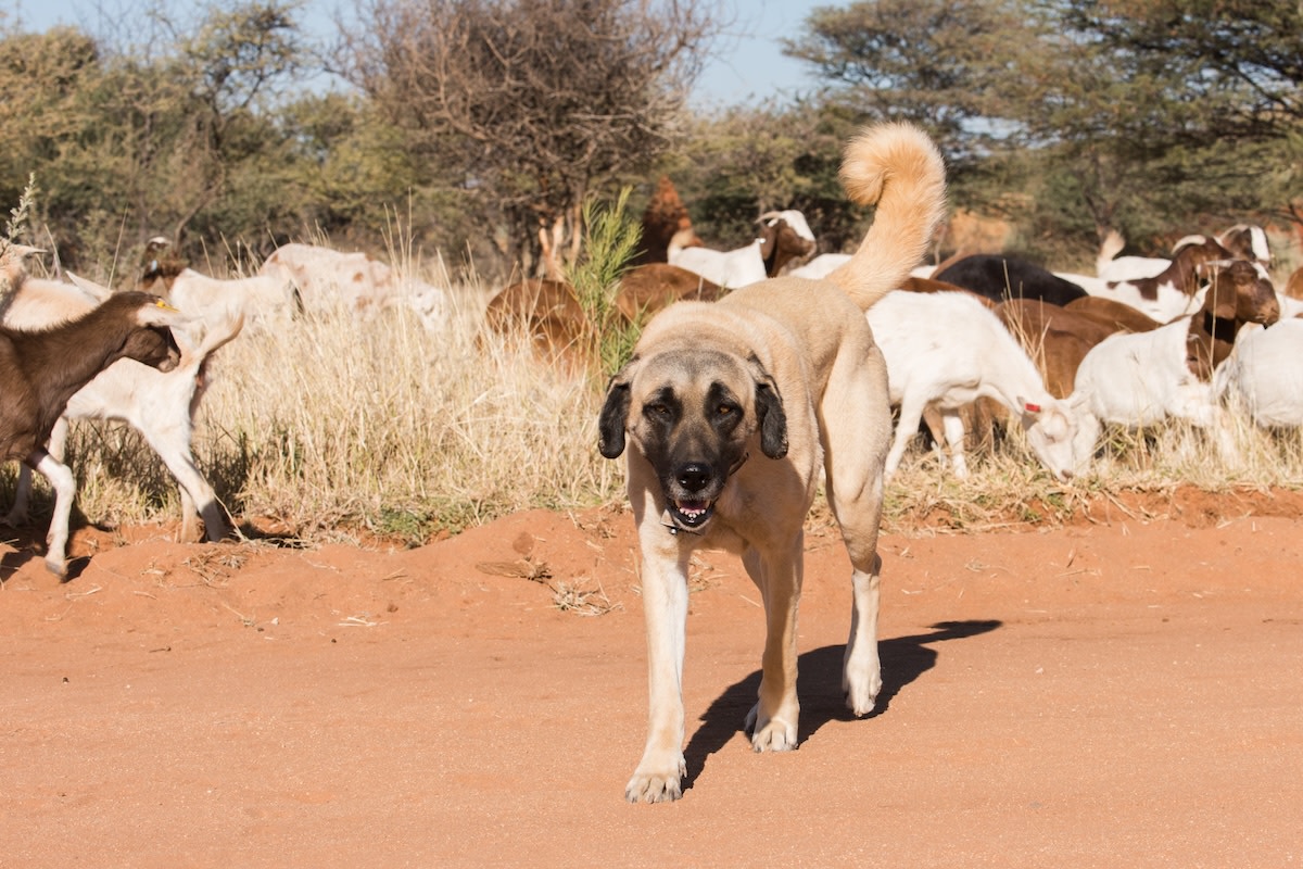 Anatolian Shepherd's Sweet Snuggle with Baby Goat Is the Picture of ...