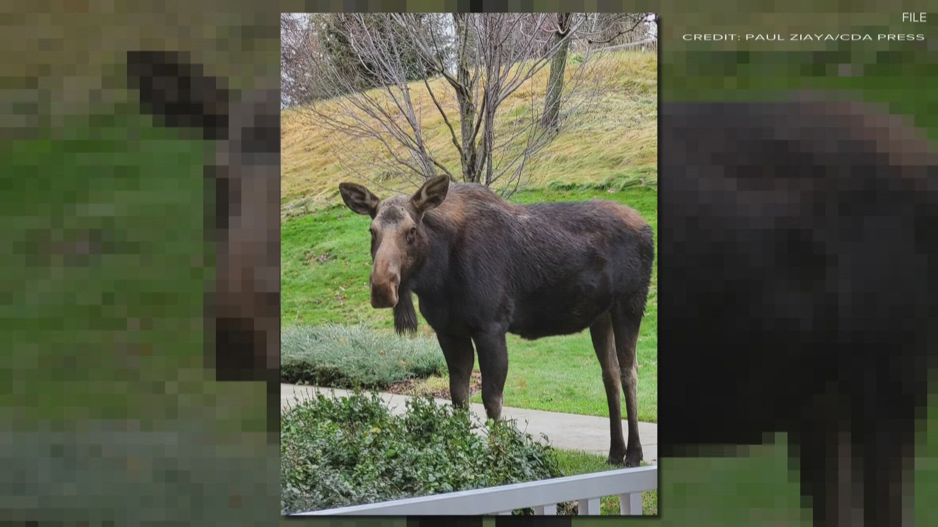 Officials asking Sandpoint neighbors to stay away from moose calf