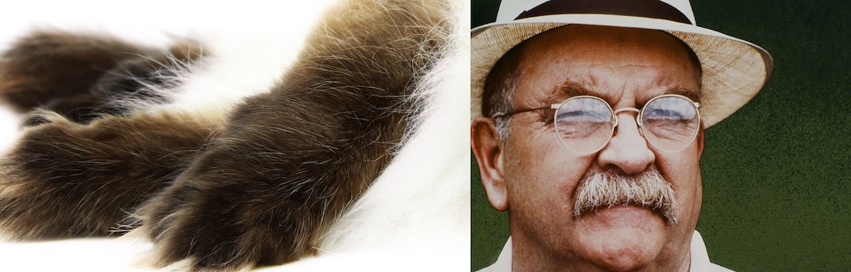 Himalayan Kitten Who Looks Exactly Like Wilford Brimley Is Taking the ...