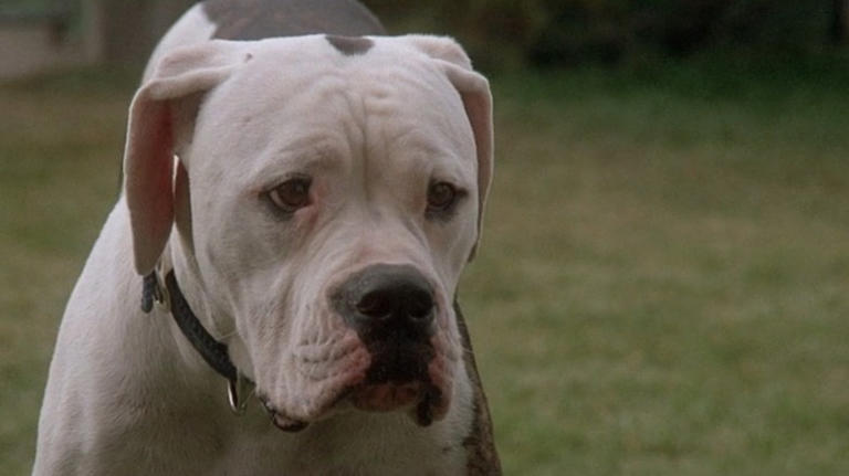 15 Best Dog Movies Of All Time, Ranked