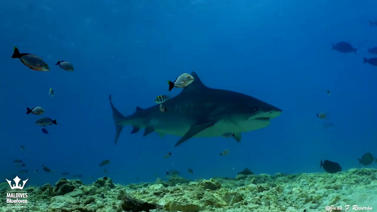 Sergio Hanquet y Juan Francisco Reverón, dos tinerfeños a la 'caza ...
