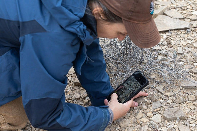 Meet the 'Wooly Devil,' the new plant species discovered at Big Bend ...