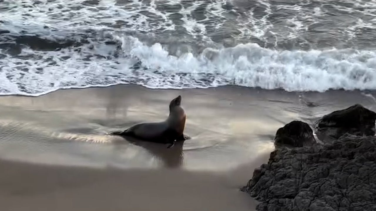 'Suffering and confused' sea lions plague Malibu beaches from likely ...