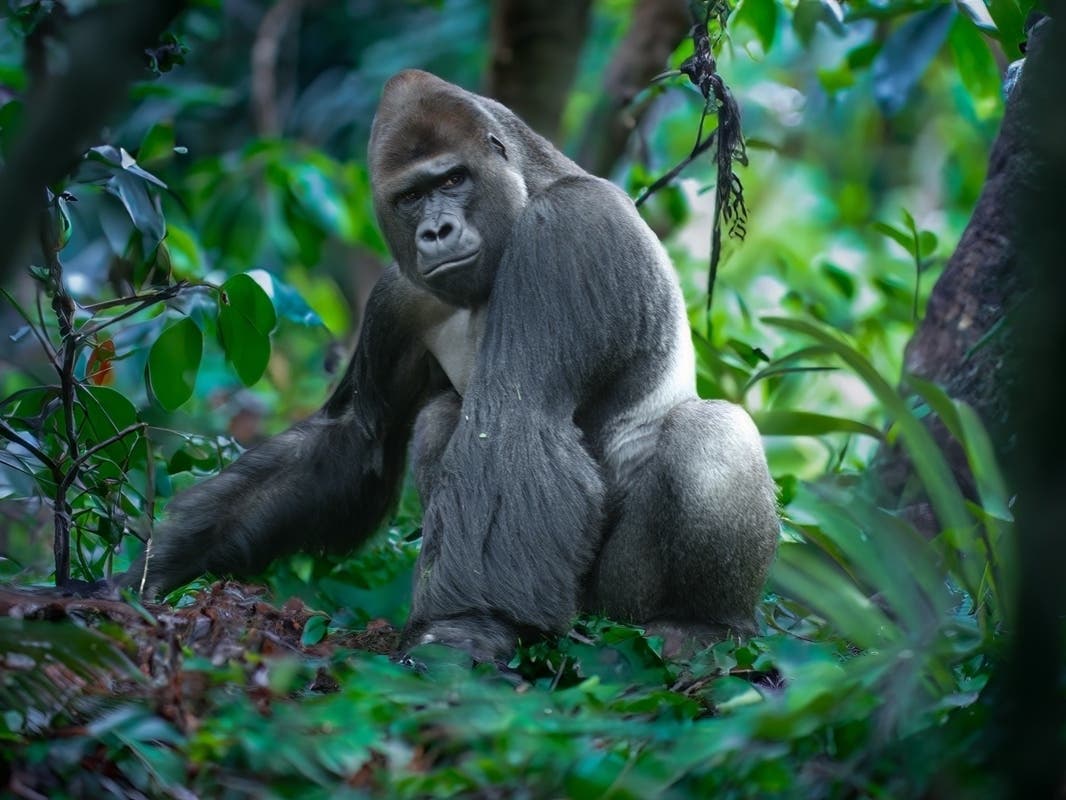 Detroit Zoo Collecting Old Cell Phones To Help Protect Wild Gorillas