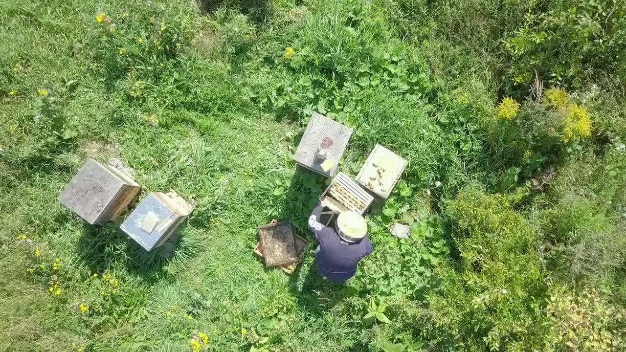 Bee's-Eye View: Stunning Drone Footage of Countryside Hives