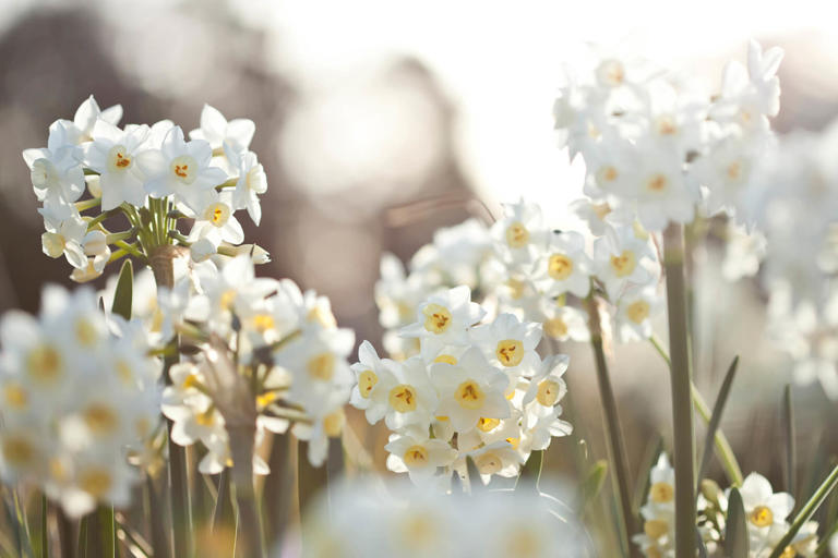 March Birth Flowers: Behind Cheerful Daffodils & Jonquils