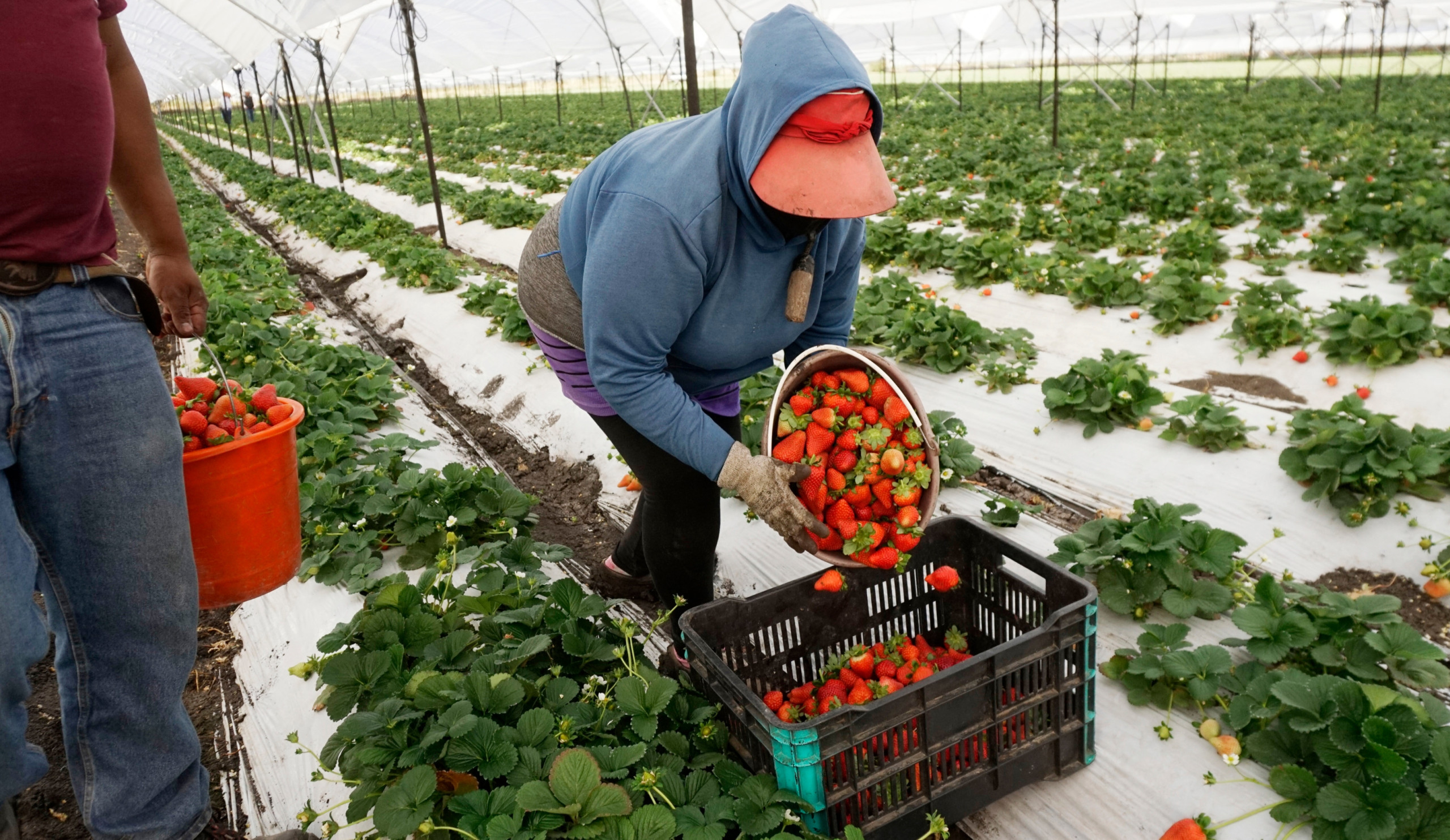 How selective breeding created everyday fruits and vegetables