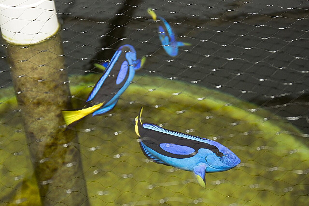 Scientists study breeding of pet fish to help protect reefs and fuel ...