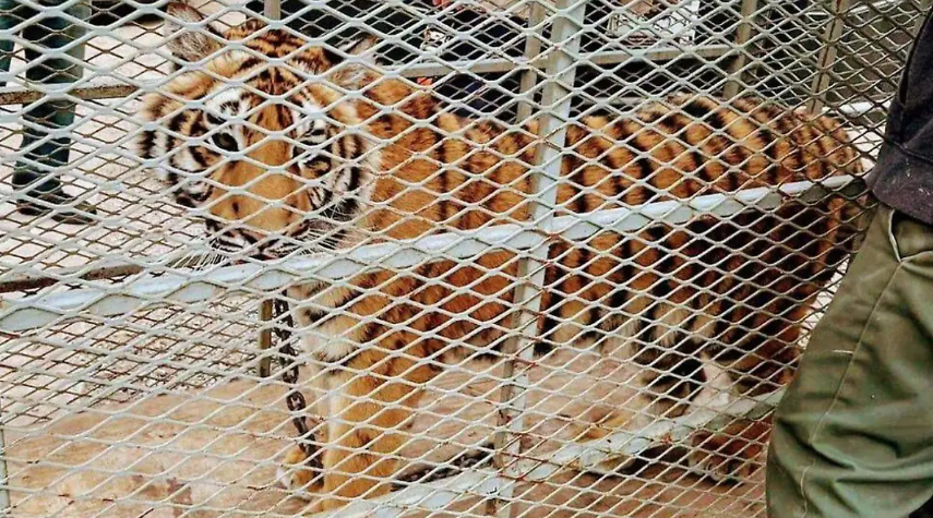 Animal rights groups, prosecutors trying to stop sale of exotic animals ...
