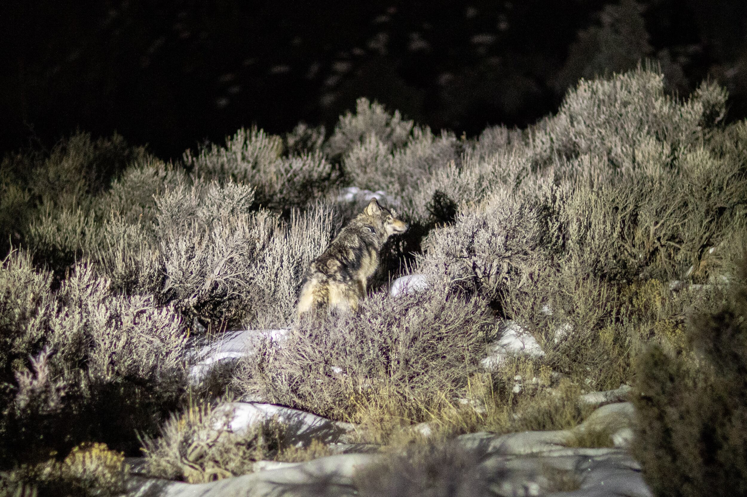 CPW confirms gray wolf death