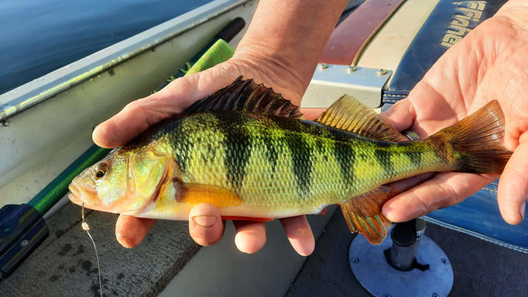 With few natural lakes, central Ohio's waters require infusions of fish
