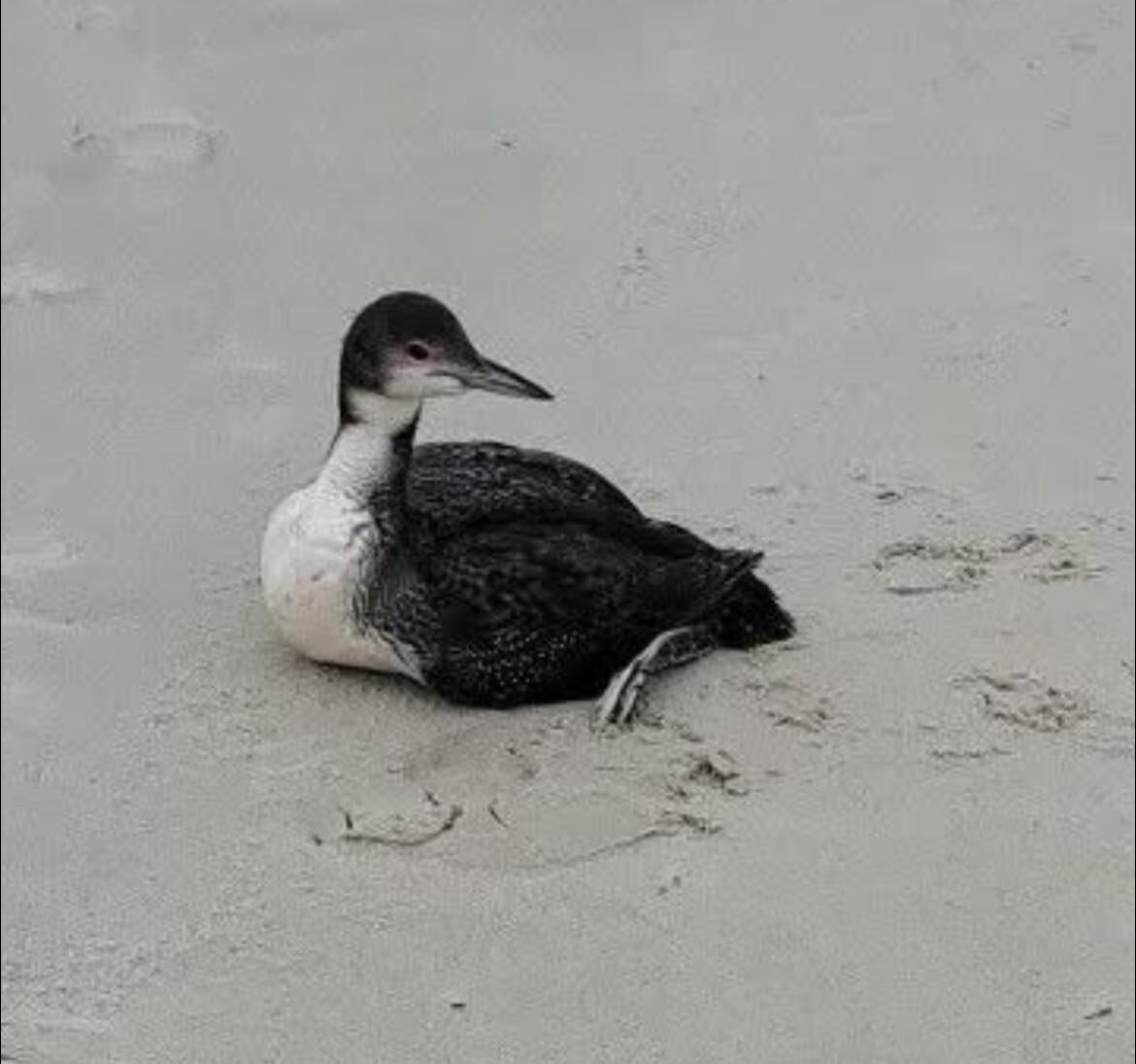 Police warn public of dead loons around Sunset Beach