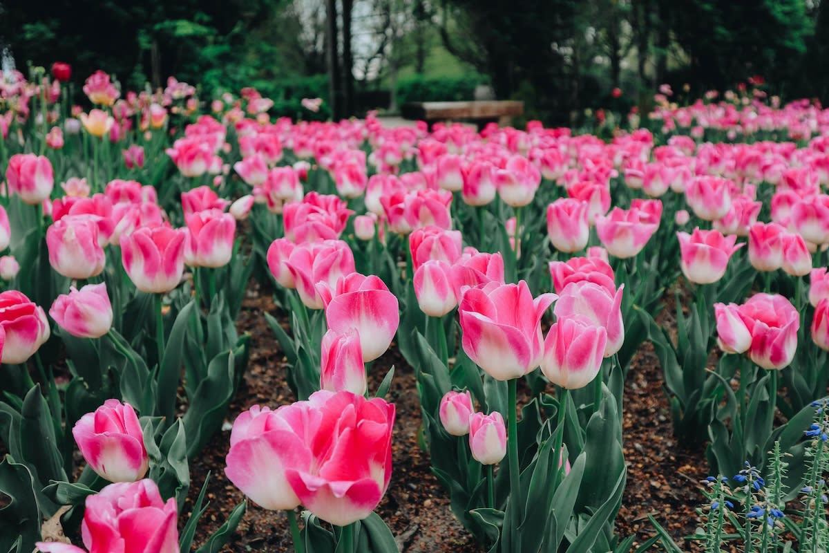 14 Memphis Events & Happenings: March 2025