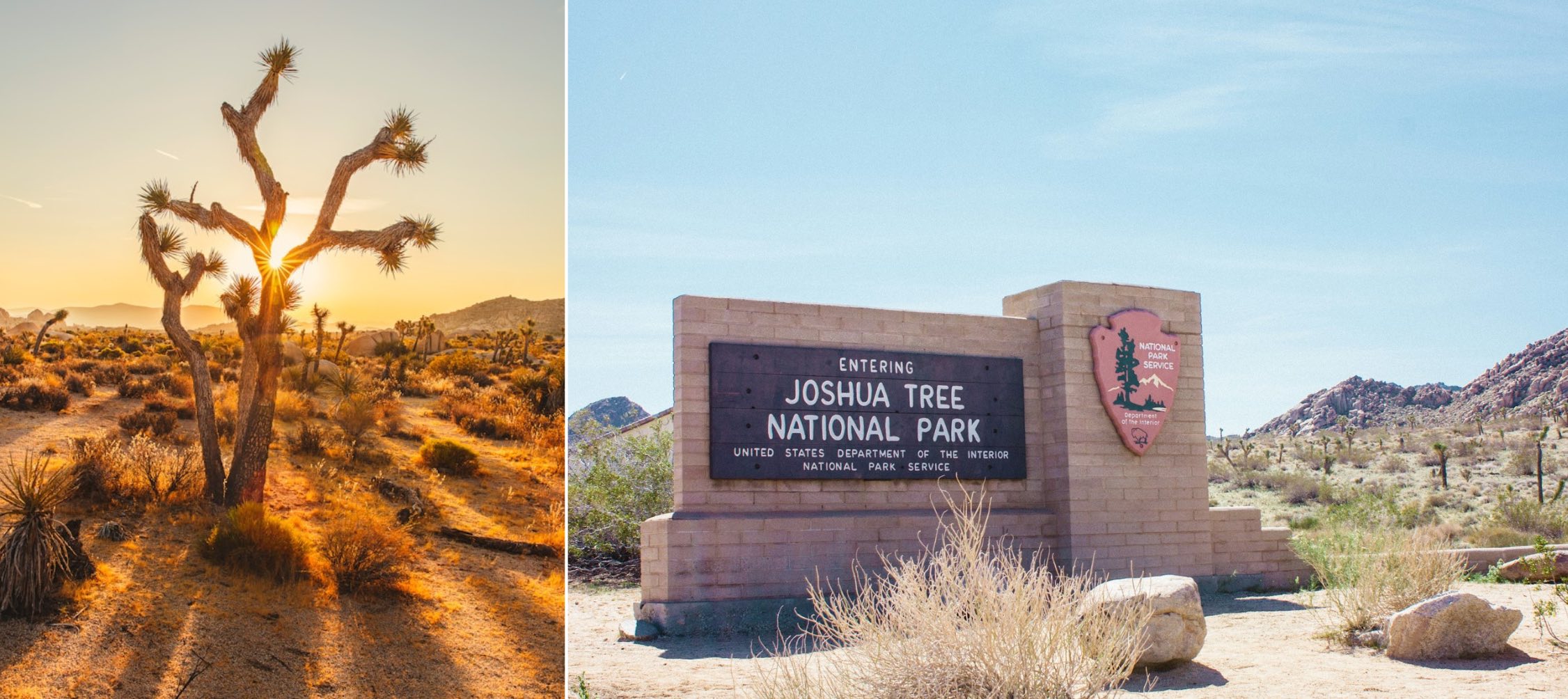 Finding Peace After the Flames: My Joshua Tree National Park Reset ...