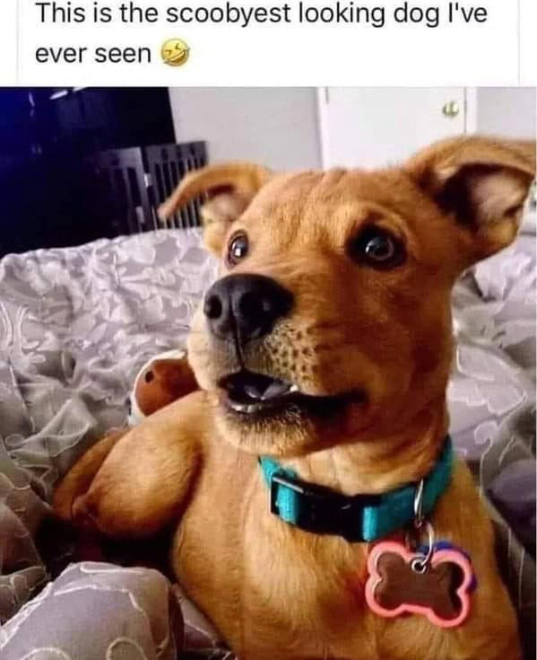35+ Funny Dog Memes That’ll Have You Howling With Laughter (February 25 ...