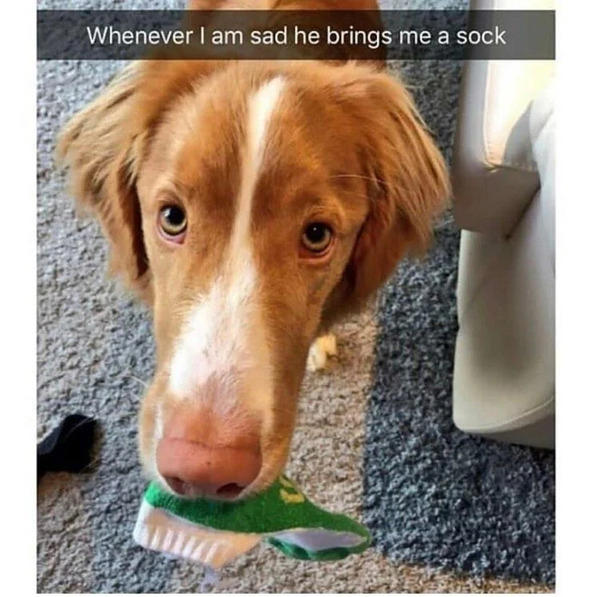 35+ Funny Dog Memes That’ll Have You Howling With Laughter (February 25 ...